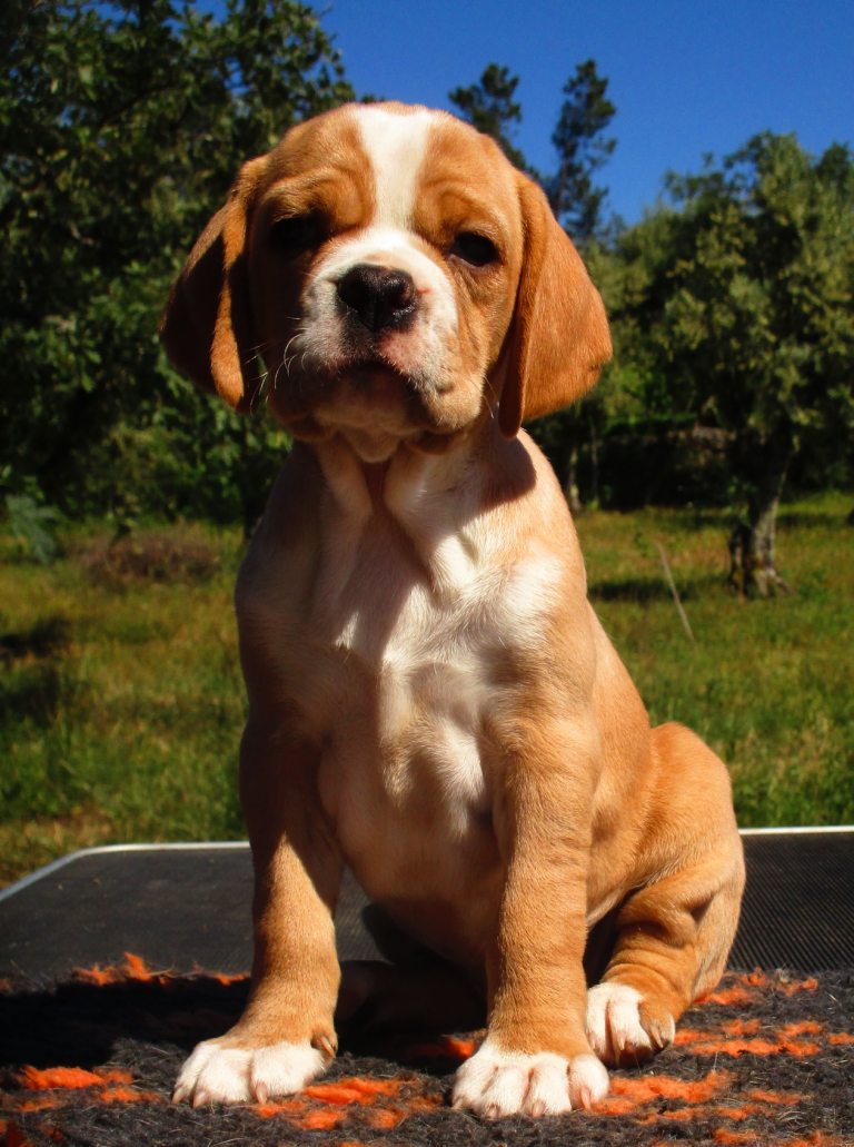 The Portuguese Pointer Club UK – Portuguese Pointers, UK