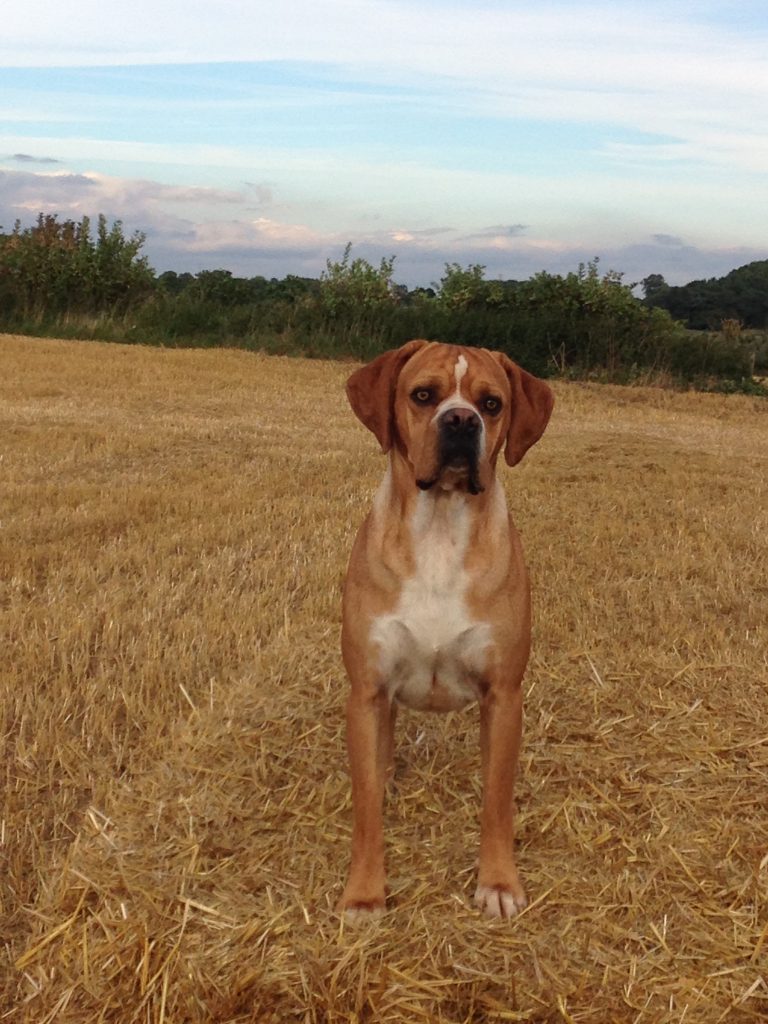 Gallery – The Portuguese Pointer Club UK