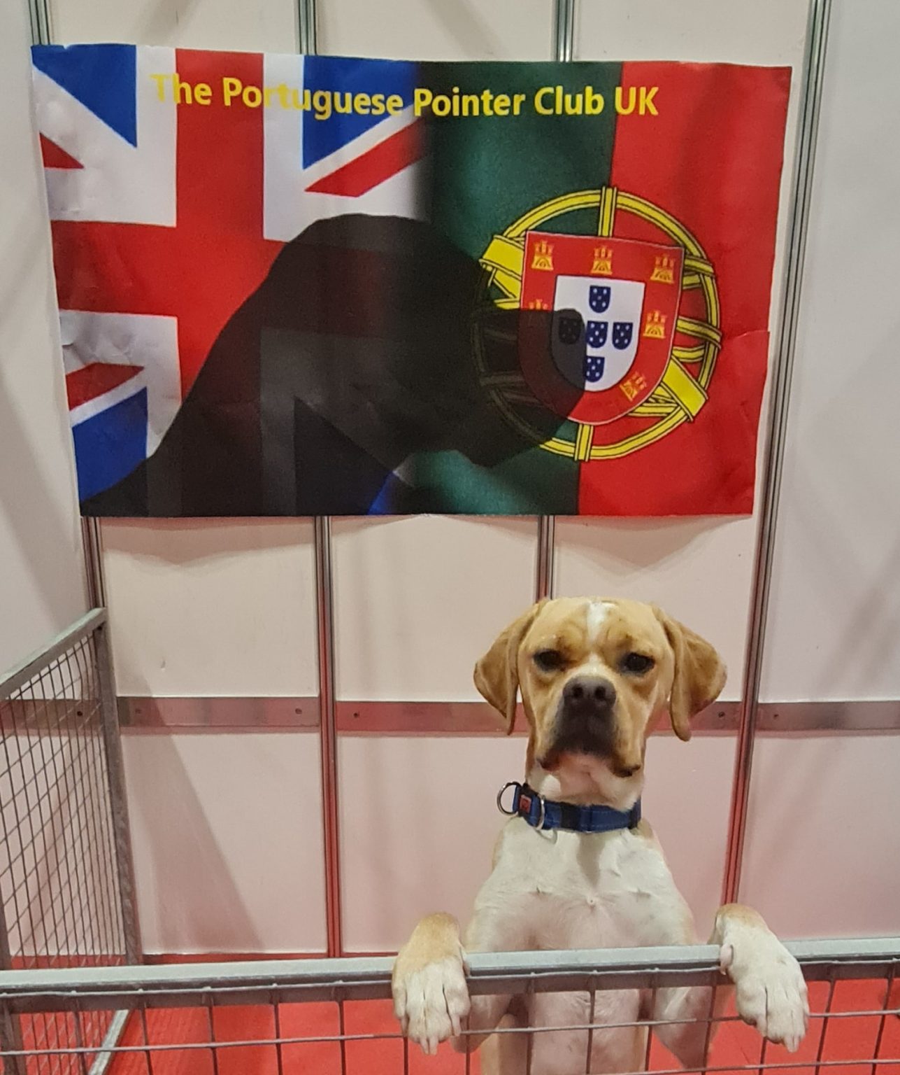 Gallery – The Portuguese Pointer Club UK